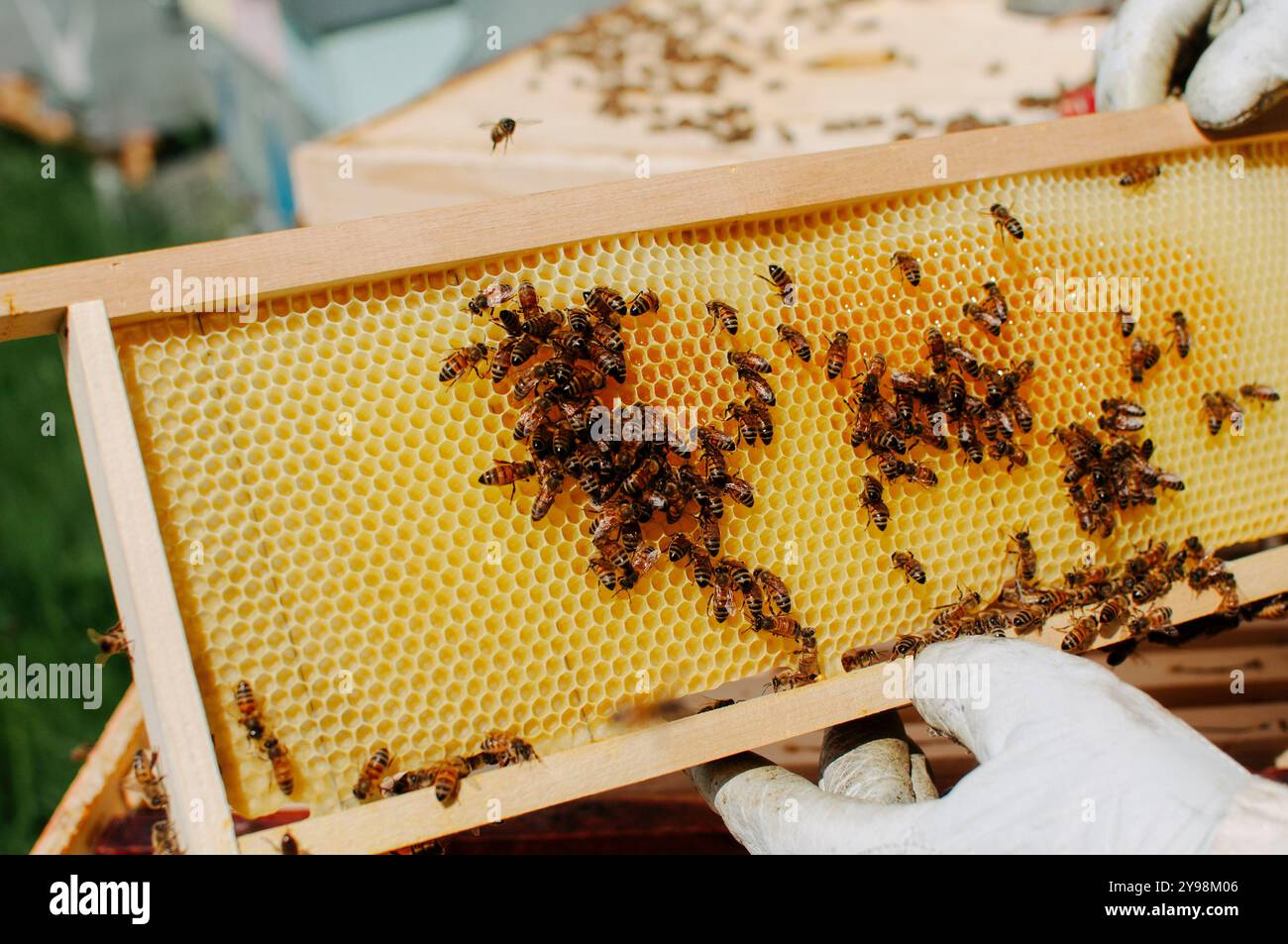 Phases of honey collection from a hive full of bees Stock Photo - Alamy