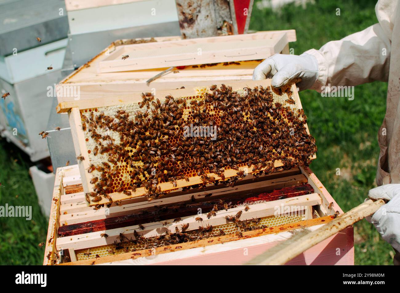 Phases of honey collection from a hive full of bees Stock Photo - Alamy