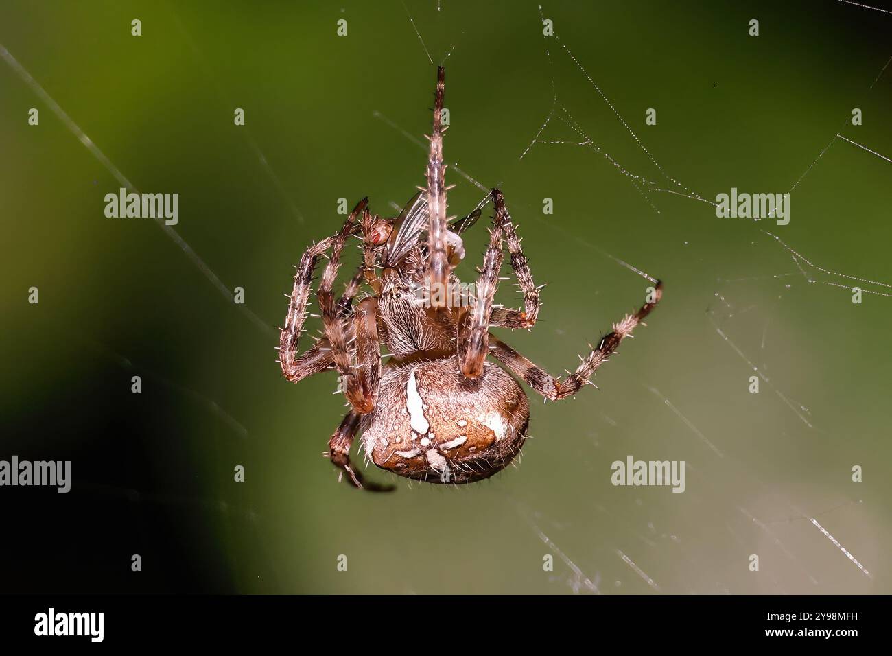 Woodvale Cemetery, Brighton, East Sussex, UK. Garden Spider or Cross ...