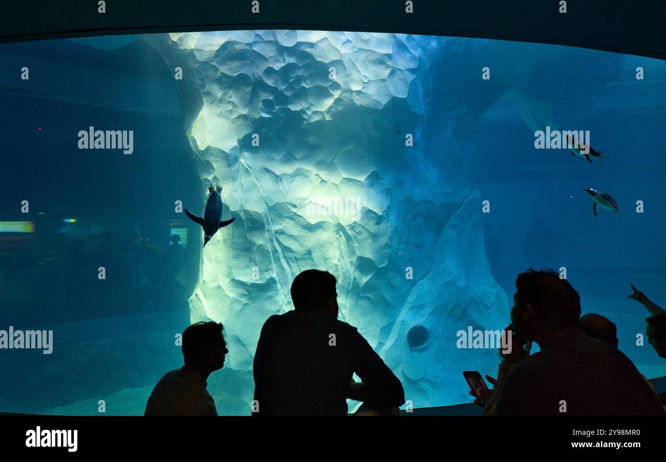 Singapore, 26 Nov 2023: Visitors at the Penguin Cove exhibit in Bird ...