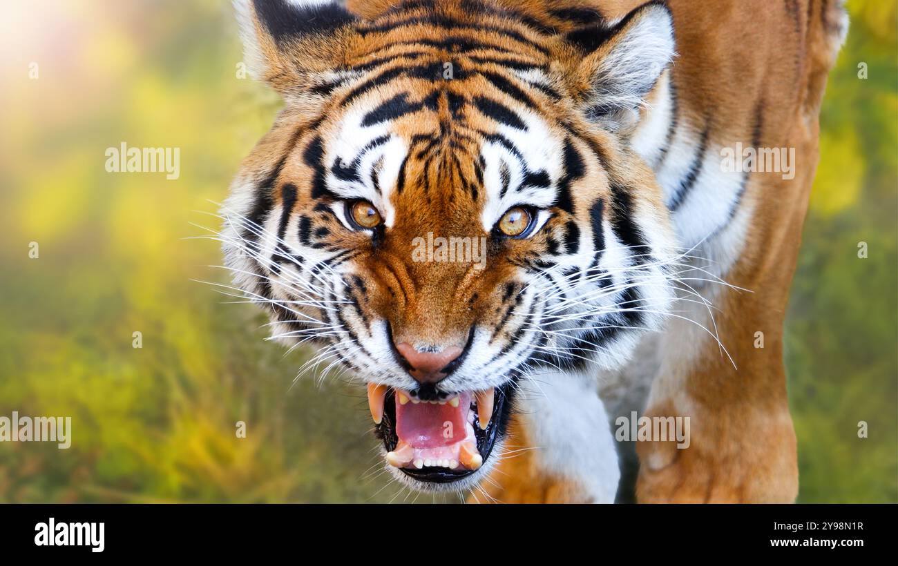 tiger bared its teeth and looked forward Stock Photo - Alamy