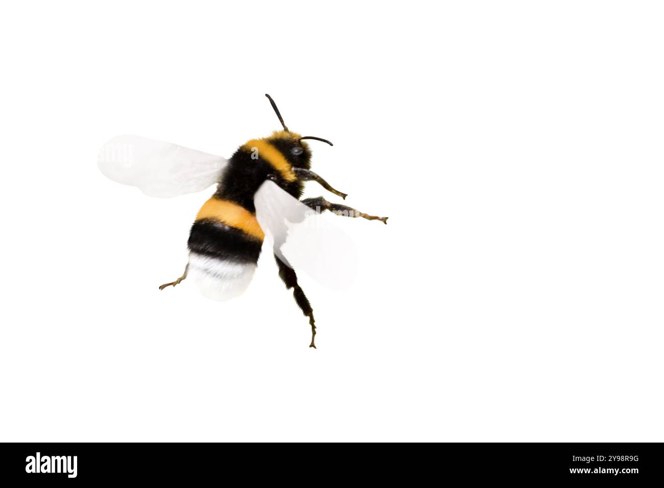 bumblebee in flight isolated on white background Stock Photo - Alamy