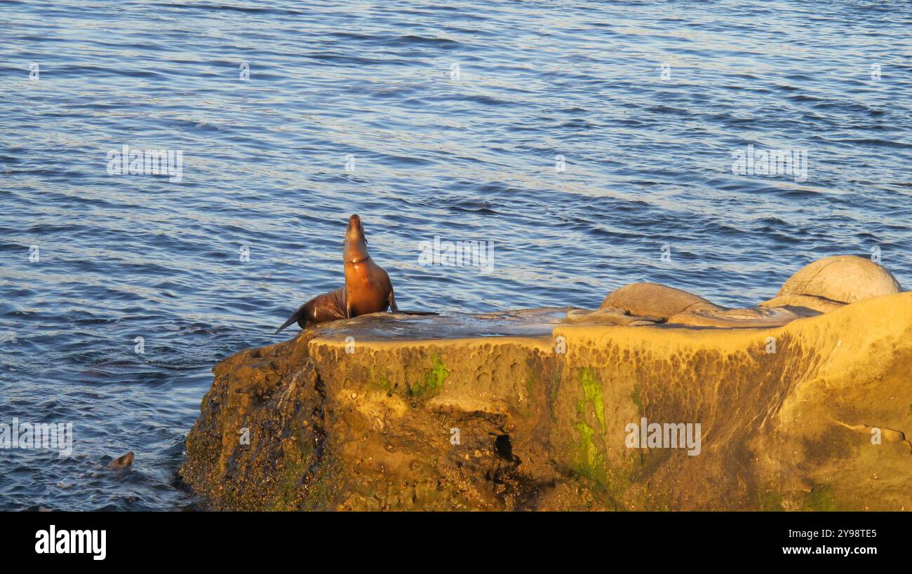 Steller sea lion at La Jolla Cove Beach San Diego California Stock ...