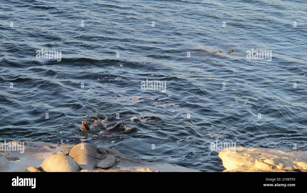 Steller sea lion at La Jolla Cove Beach San Diego California Stock ...