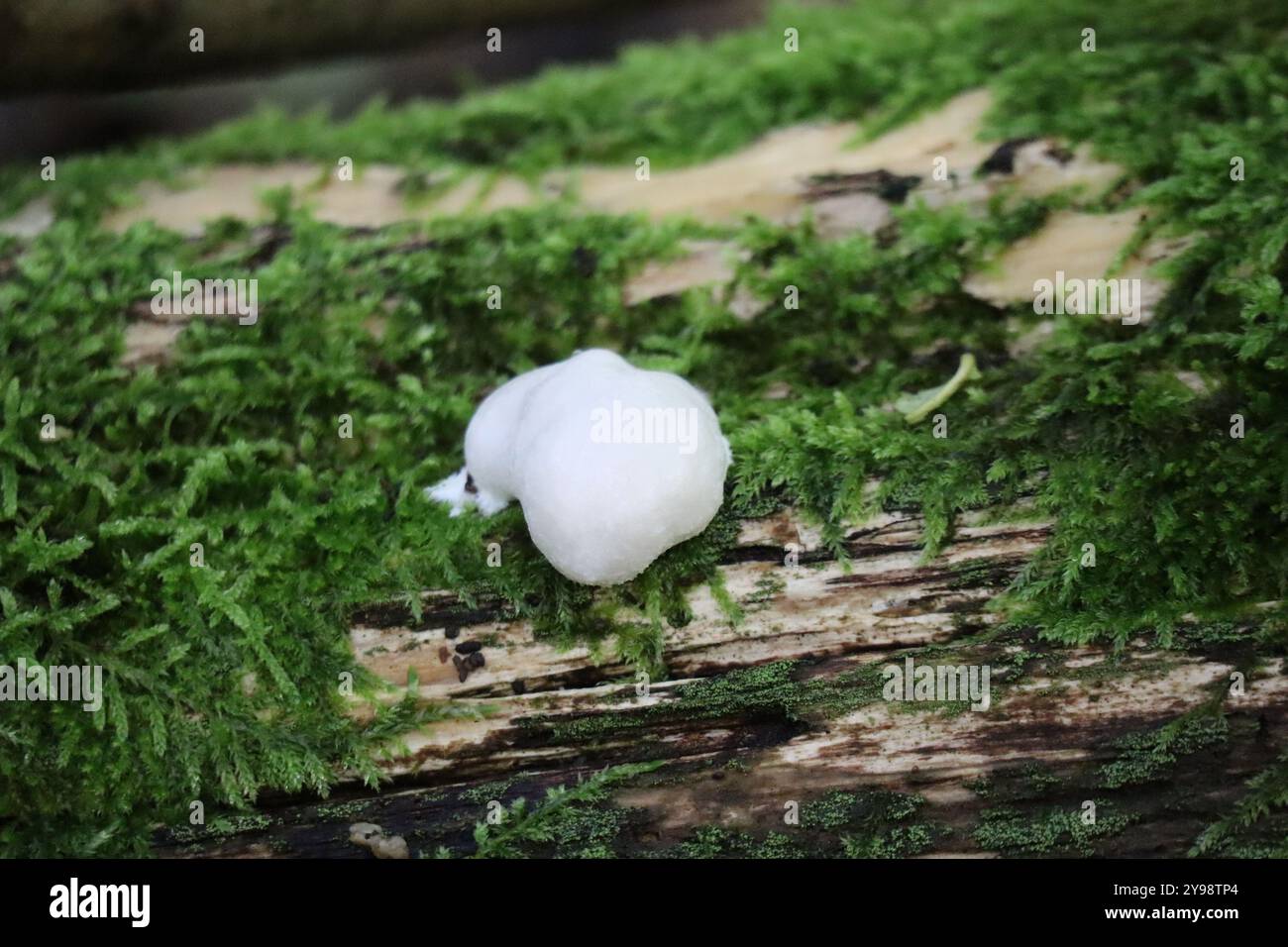 small Puffball slime mold on mossy Dead wood Stock Photo - Alamy