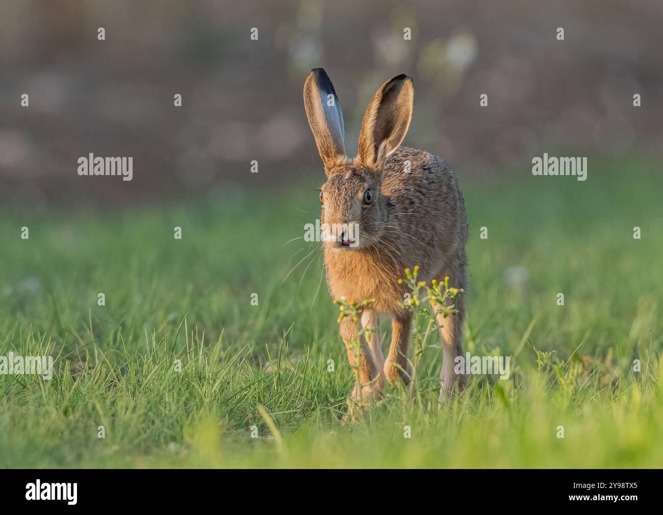 A young Brown Hare Leveret ( Lepus europaeus) with huge ears, bouncing ...