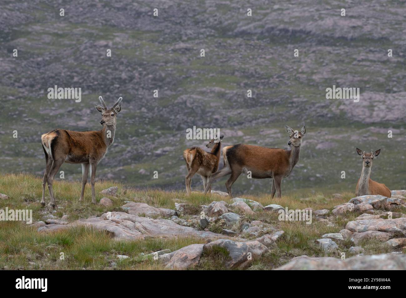 Red deer, Applecross, Wester Ross, Scottish Highlands, UK Stock Photo ...