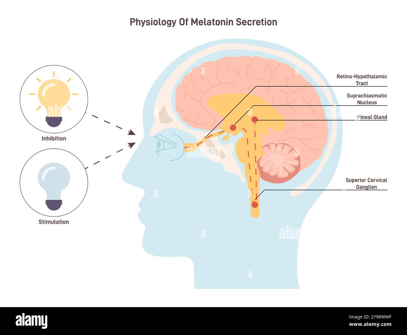 Melatonin secretion mechanism. Human circadian rhythm and sleep-wake ...