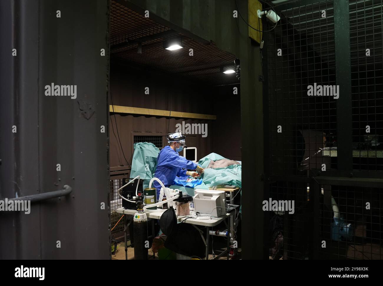 Specialist wildlife veterinary surgeon, Romain Pizzi (left) performs ...