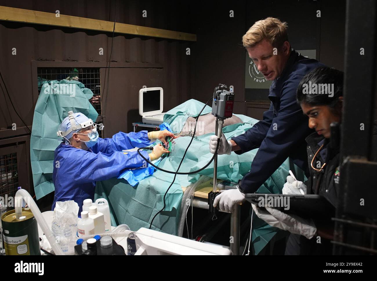 Specialist wildlife veterinary surgeon, Romain Pizzi (left) performs ...
