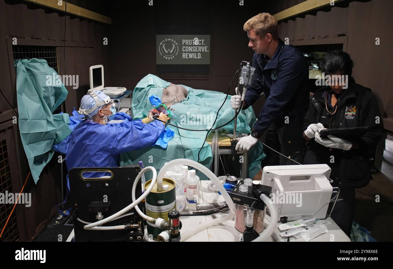 Specialist wildlife veterinary surgeon, Romain Pizzi (left) performs ...