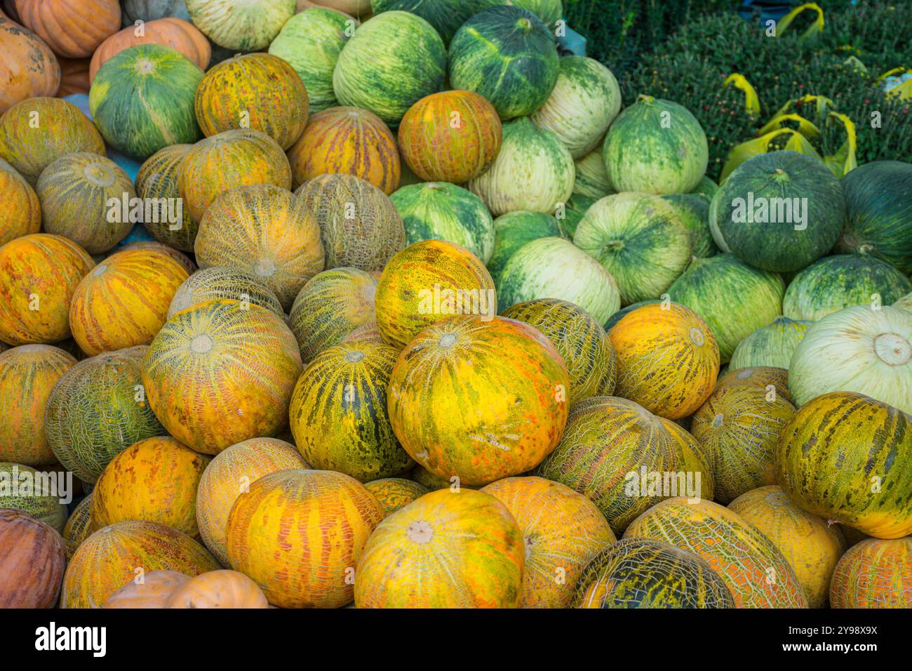 a vibrant display of yellow and green melons at the Siyob Bazaar in ...