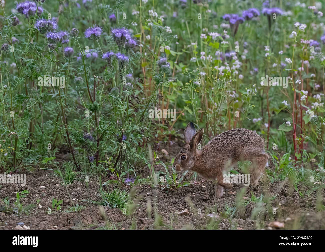 A unique shot, a Brown Hare Leveret captured in the beautiful purple ...