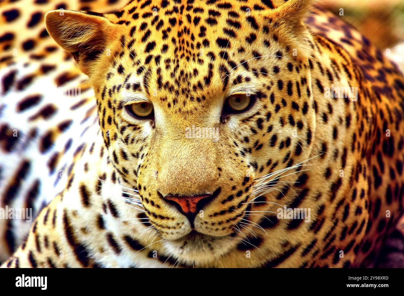 A leopard close up at Uganda Wildlife Education Centre Entebbe Uganda ...