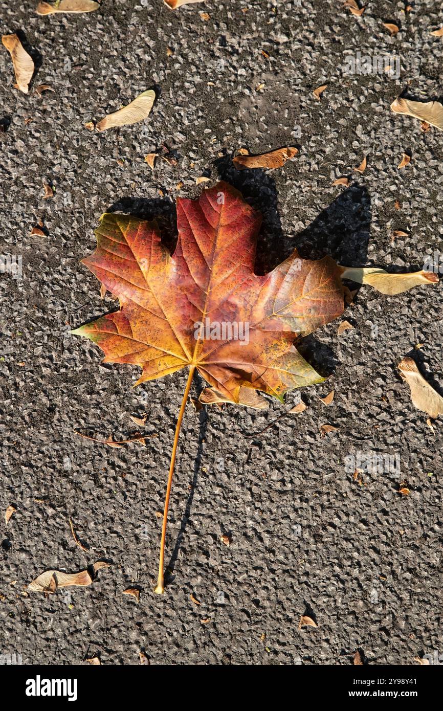 Sycamore winged seed pods hi-res stock photography and images - Alamy