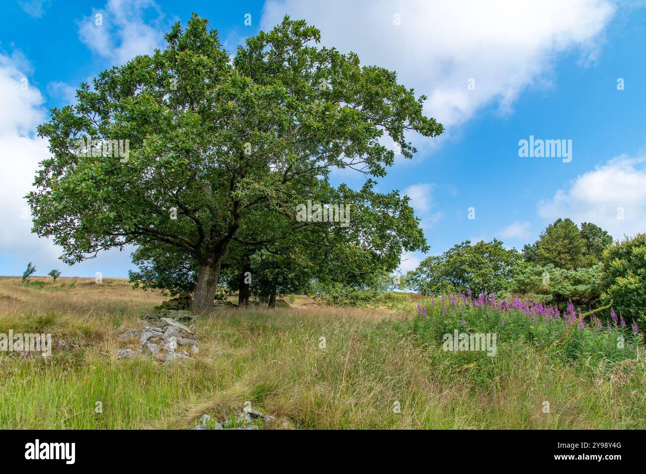 An English walnut tree, Holmfirth, West Yorkshire, UK Stock Photo - Alamy
