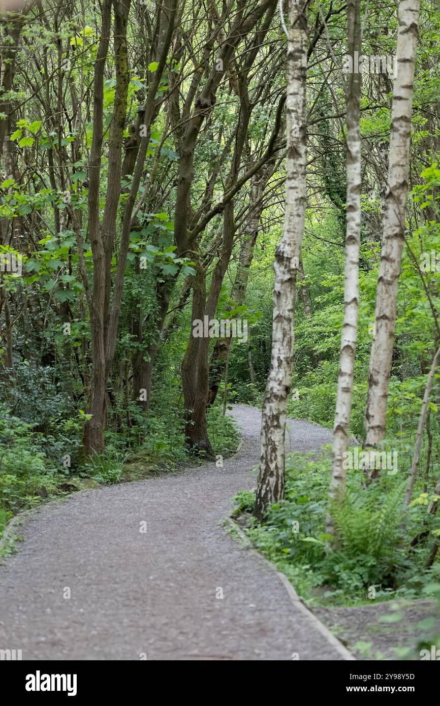 Curved path in a wooded nature reserve with tall trees providing ...