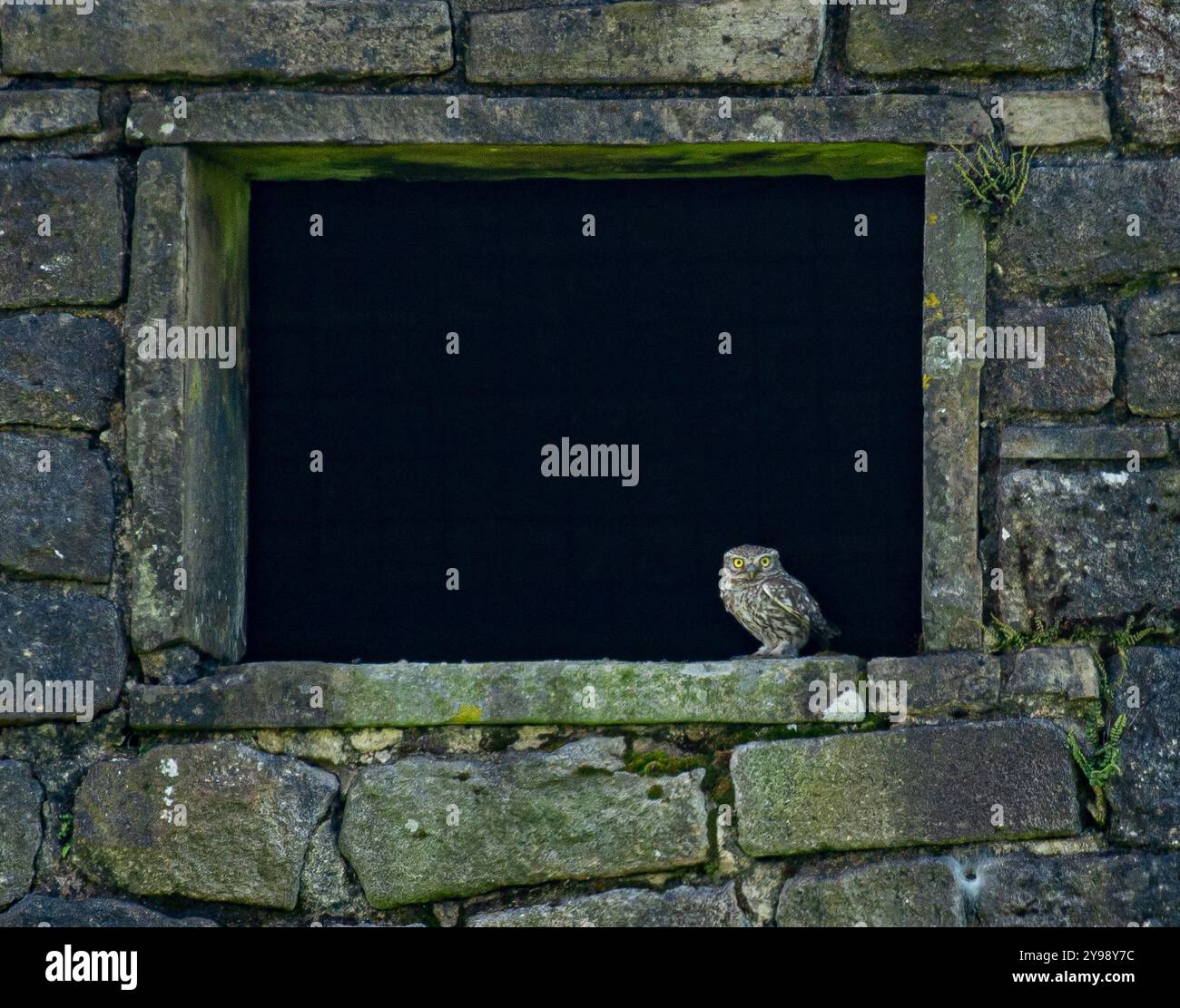 A little owl in the window of a stone farm building, Holme, Holmfirth ...