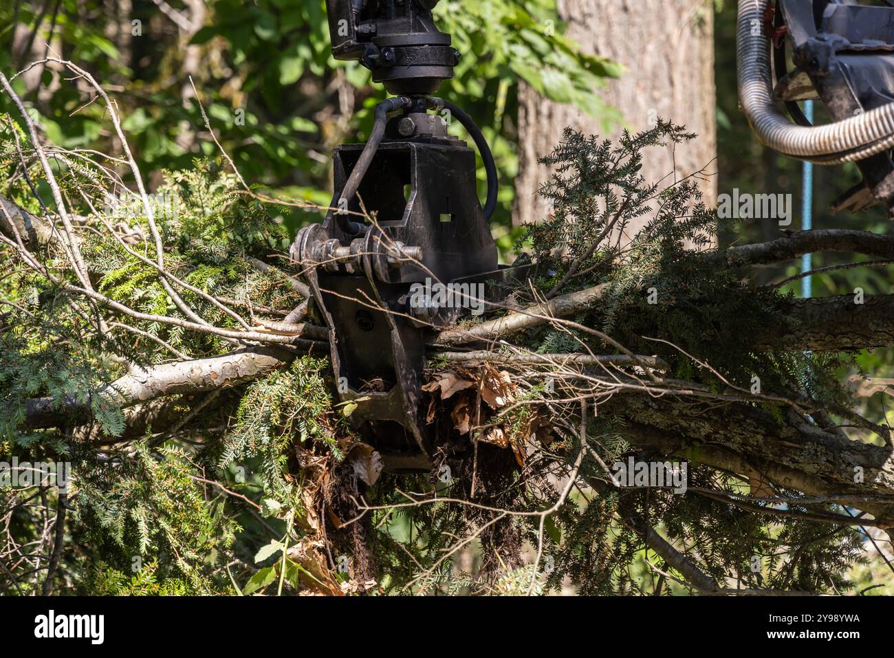 Forestry machine is grabbing cut tree branches in a forest for clearing ...
