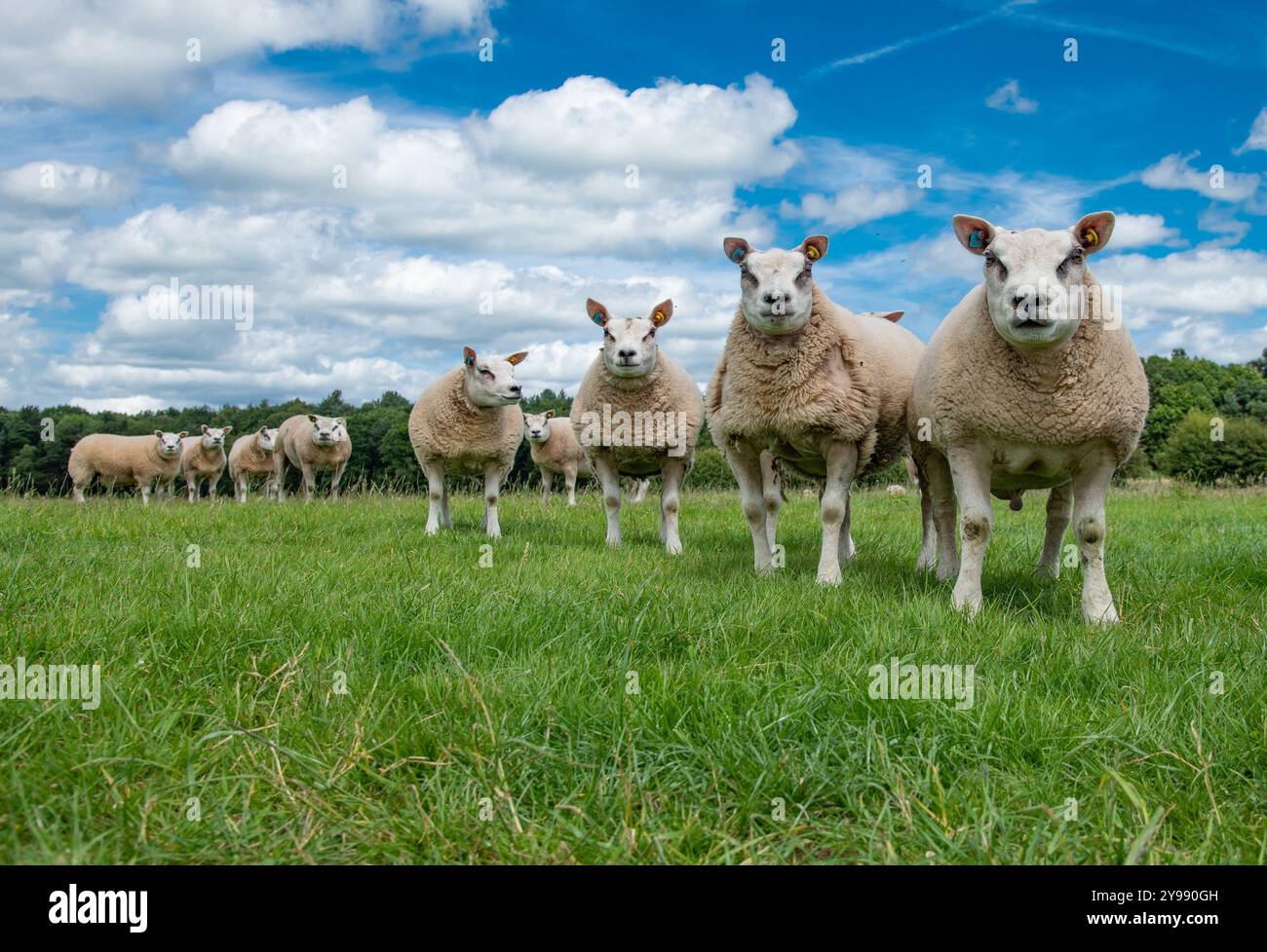Beltex sheep in a field, Shopshire, UK Stock Photo - Alamy