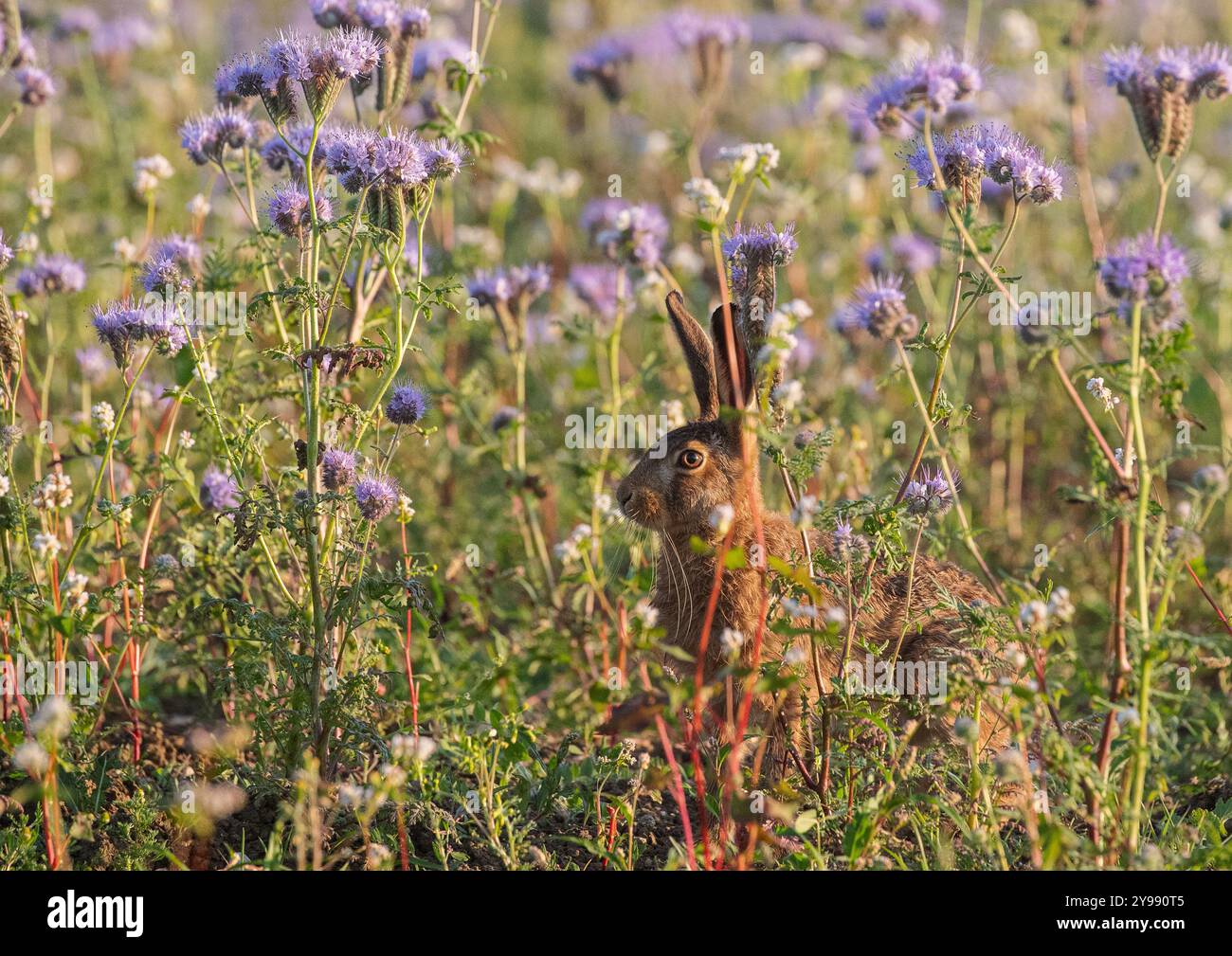 A unique shot, a shy Brown hare captured in amongst the beautiful ...