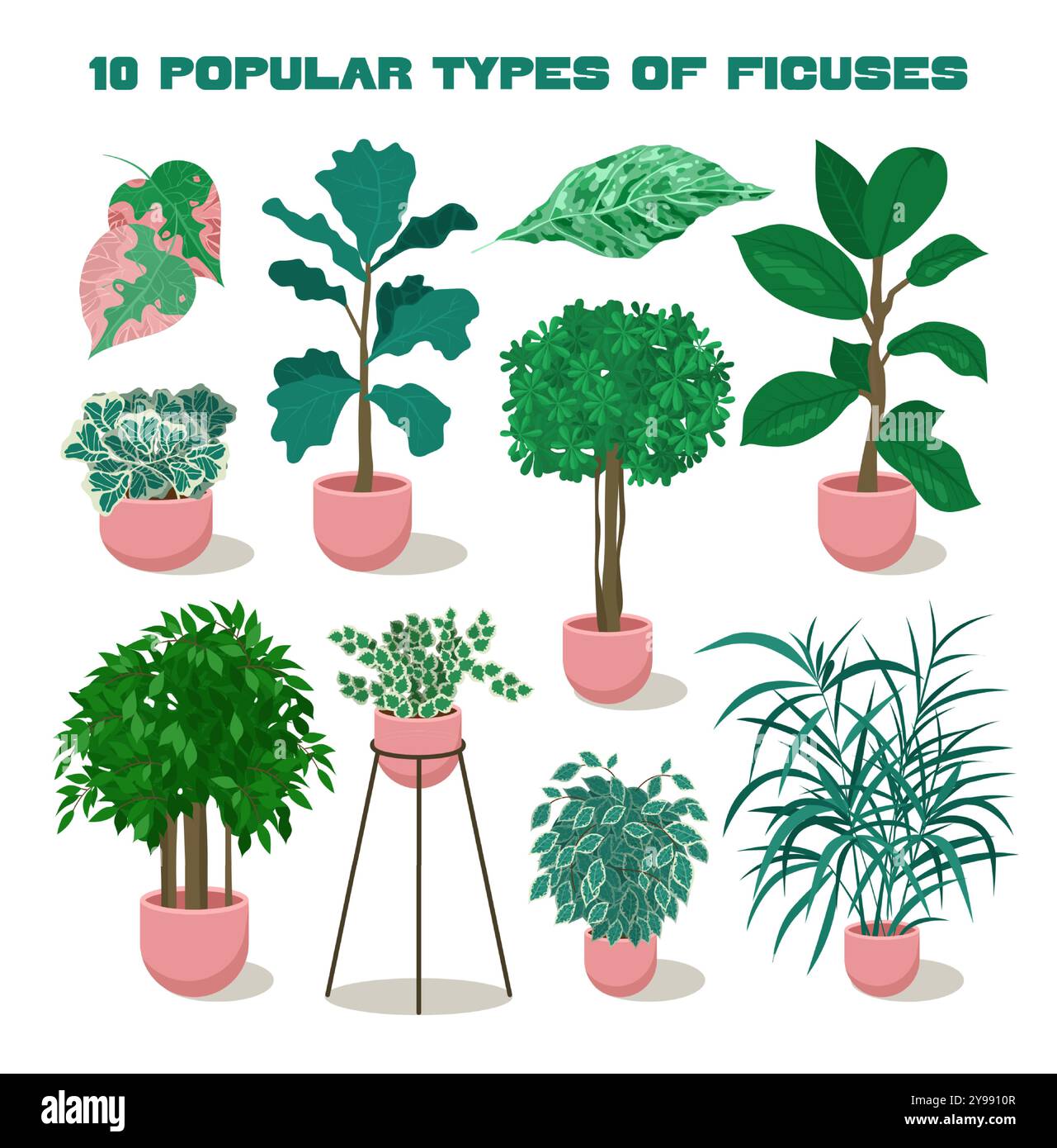 Realistic house plants set. Different types of decorative ficuses or ...