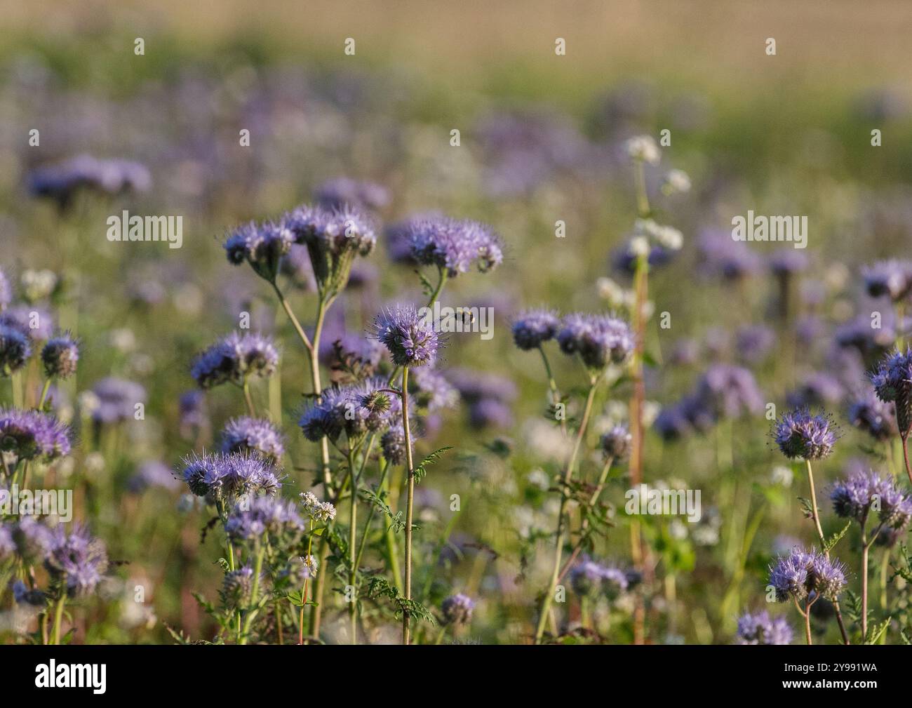 The agricultural purple flower/ green manure .Phacelia and Buckwheat ...