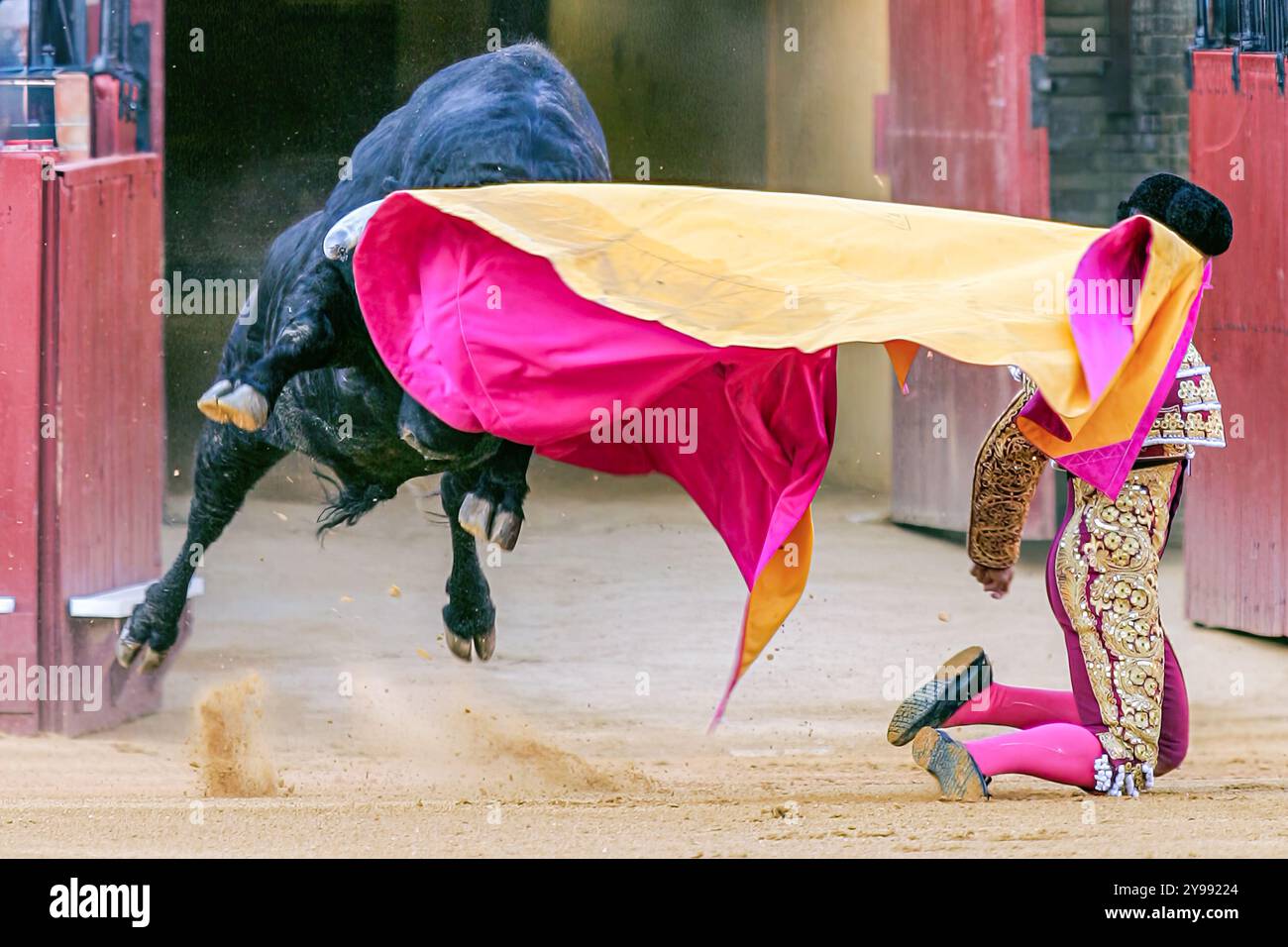 Dramatic moment of a bull charging towards a matador kneeling in the ...