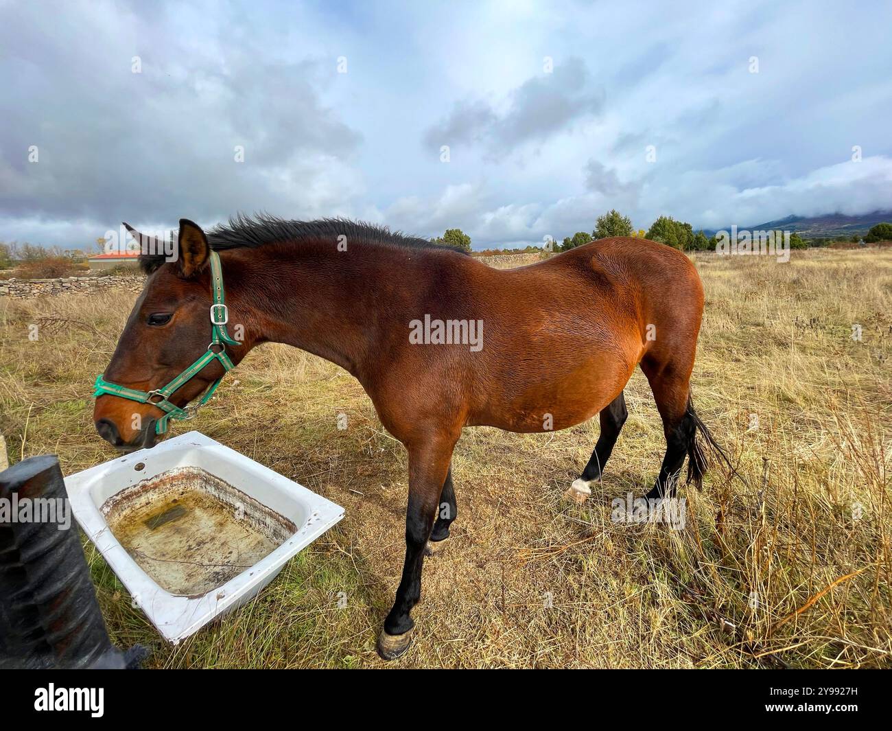 Caballos equino equino animal animales hi-res stock photography and ...