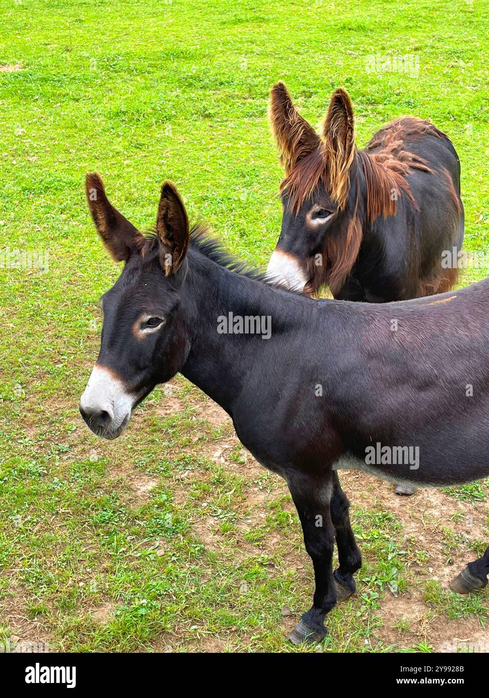 Two donkeys in pen hi-res stock photography and images - Alamy
