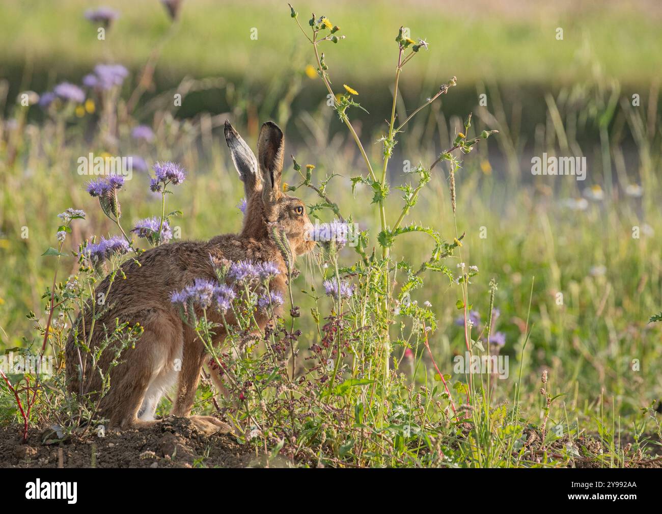 A unique shot, a shy Brown hare peeping out from the beautiful purple ...