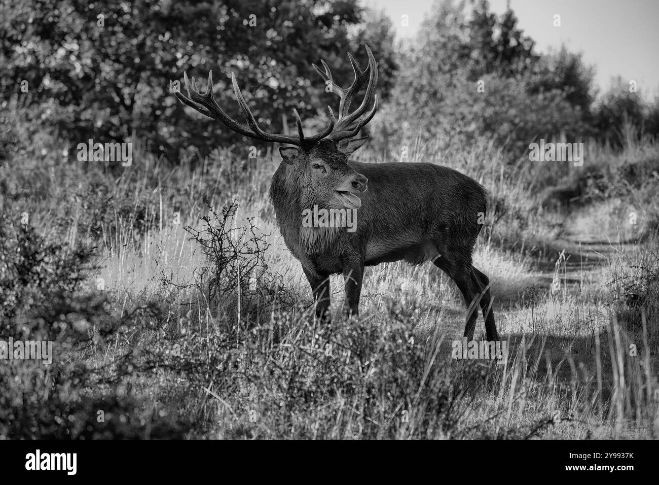 Rutting deer spring Black and White Stock Photos & Images - Alamy