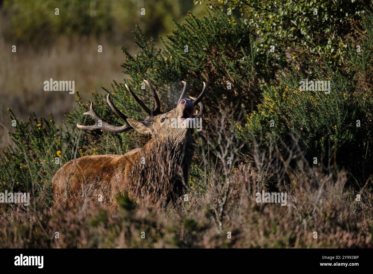 Red deer imperial stag scotland hi-res stock photography and images - Alamy