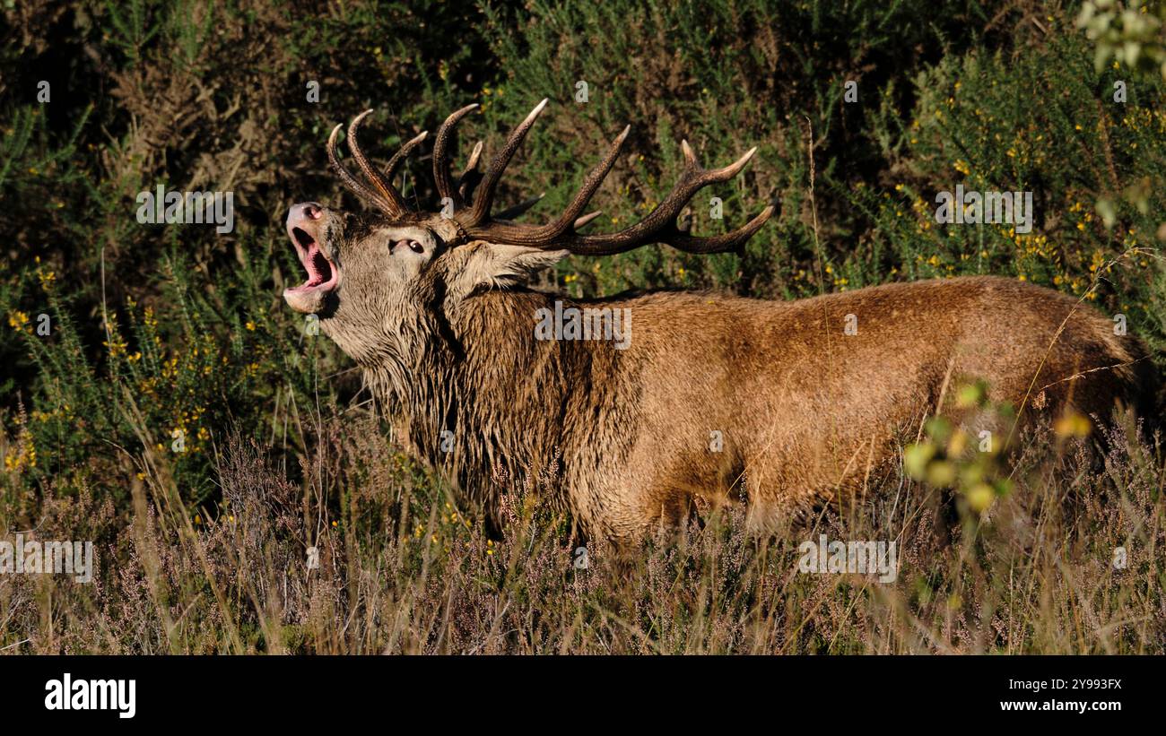 Red deer imperial stag scotland hi-res stock photography and images - Alamy