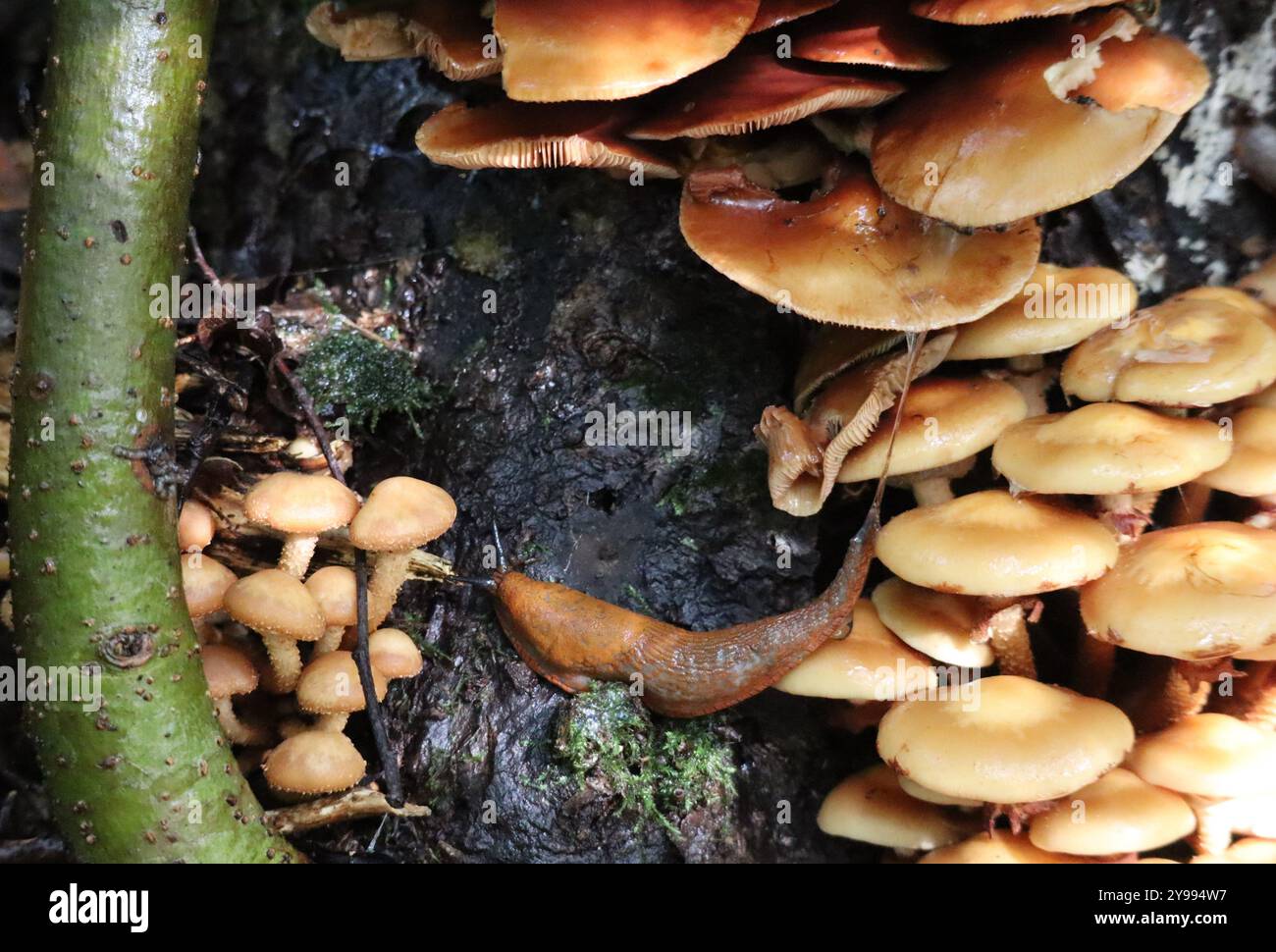 Slug slips from one Type of Mushroom to the next Stock Photo - Alamy
