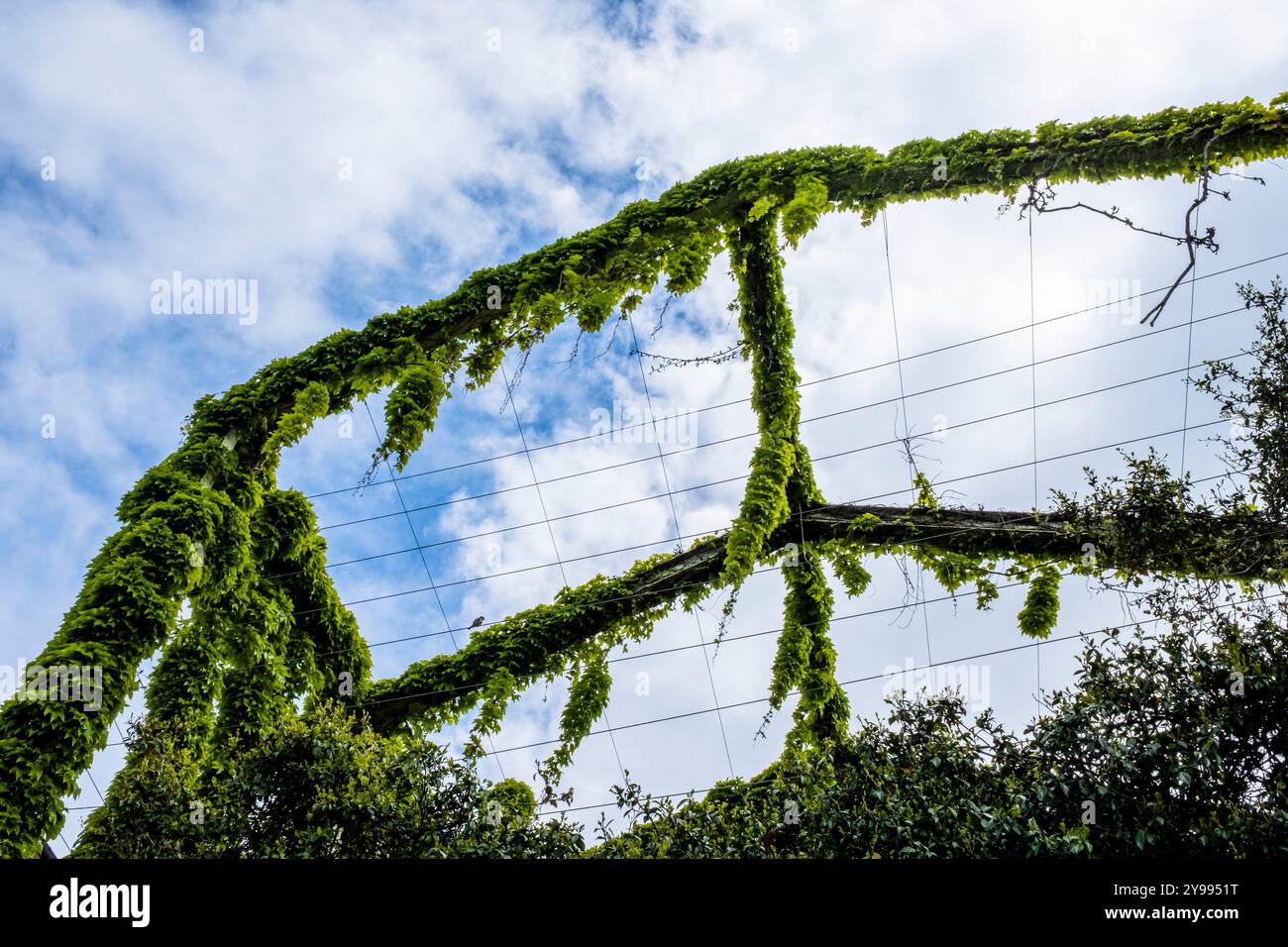 trellis with ivy to form a vegetal roof with the blue sky and the ...