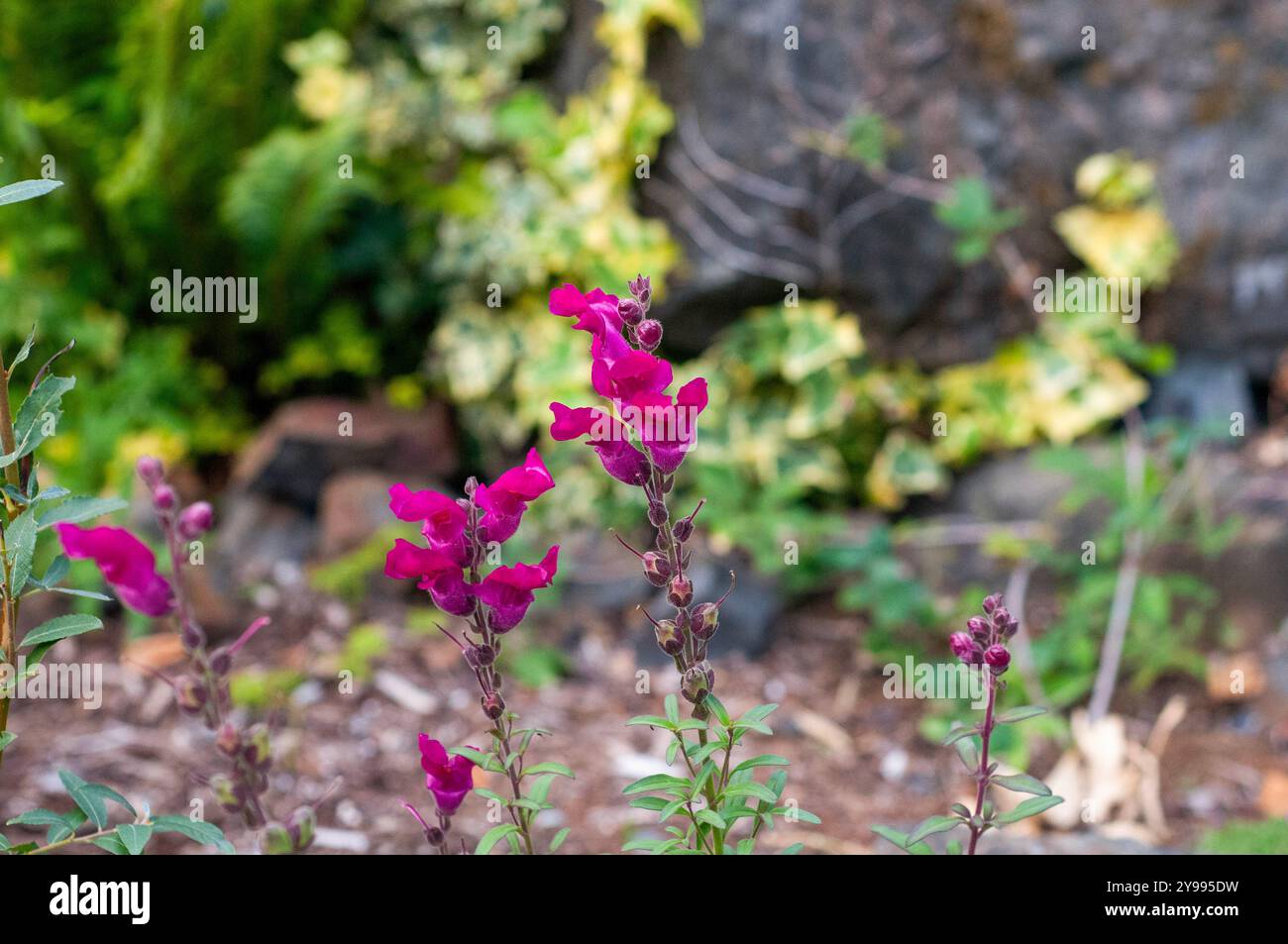 Magenta coloured snapdragon flowers on a soft background featuring ...