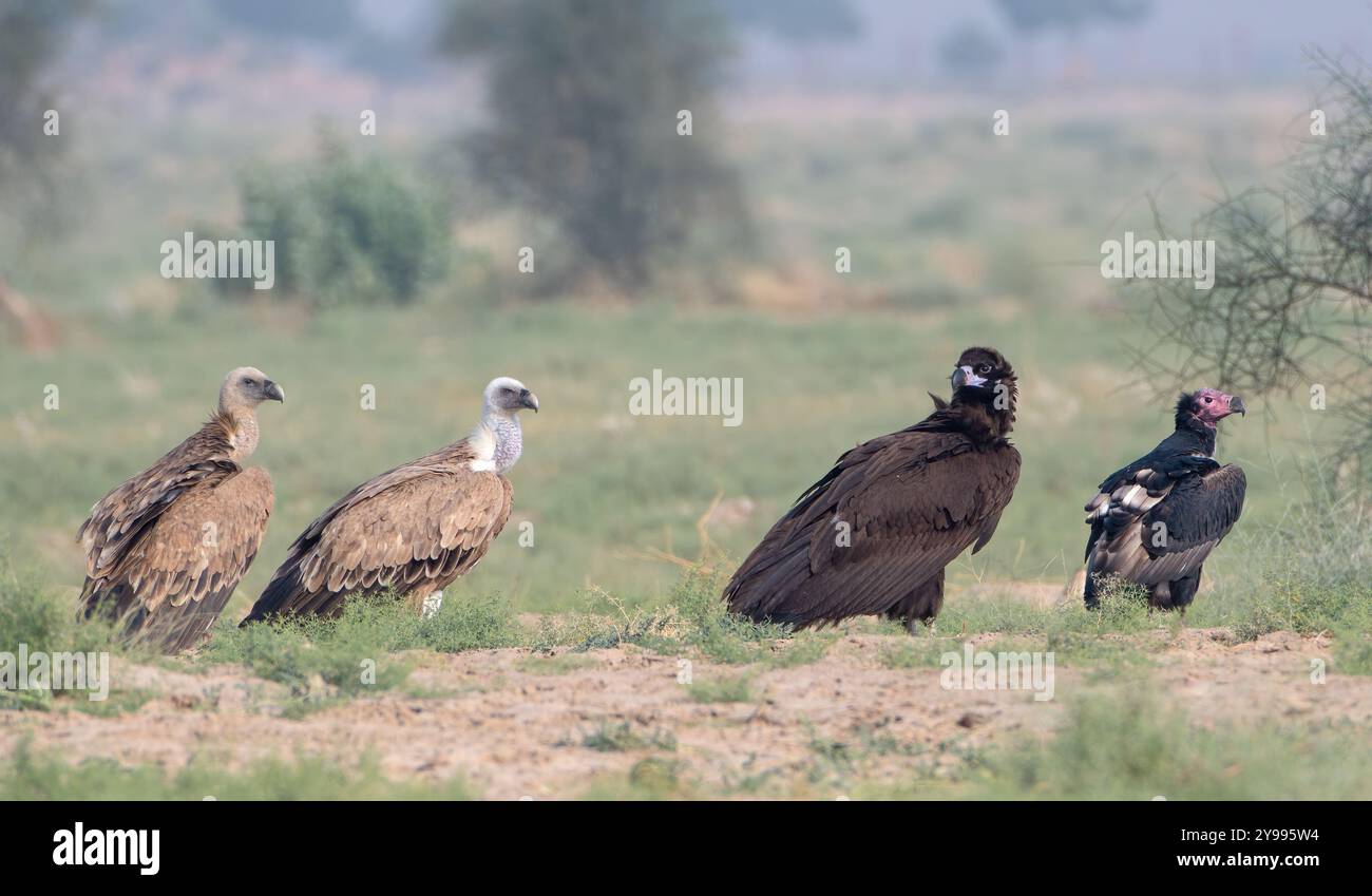 Eurasian griffon vulture (Gyps fulvus), a large Old World vulture with ...