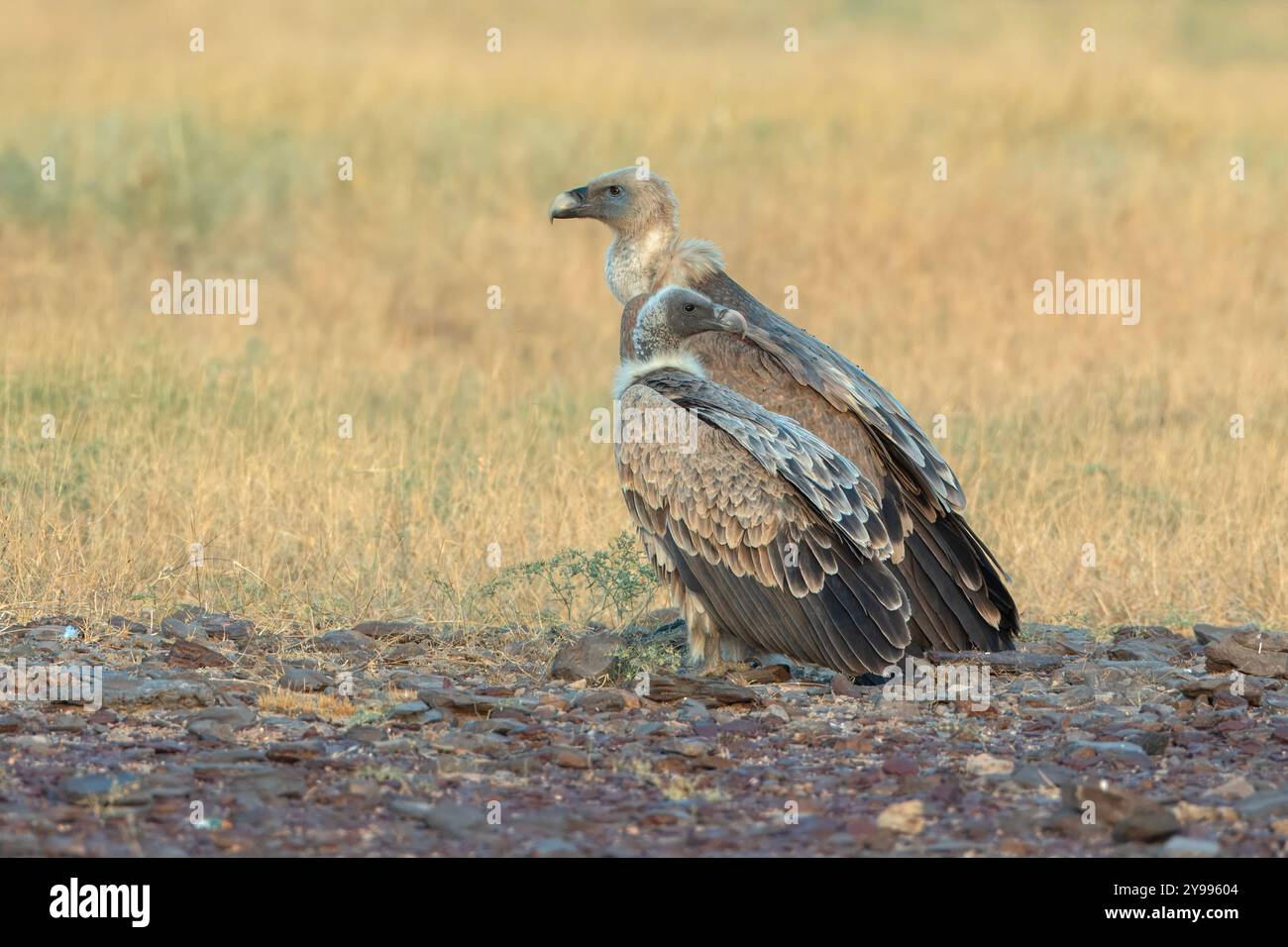 Indian vulture hi-res stock photography and images - Alamy