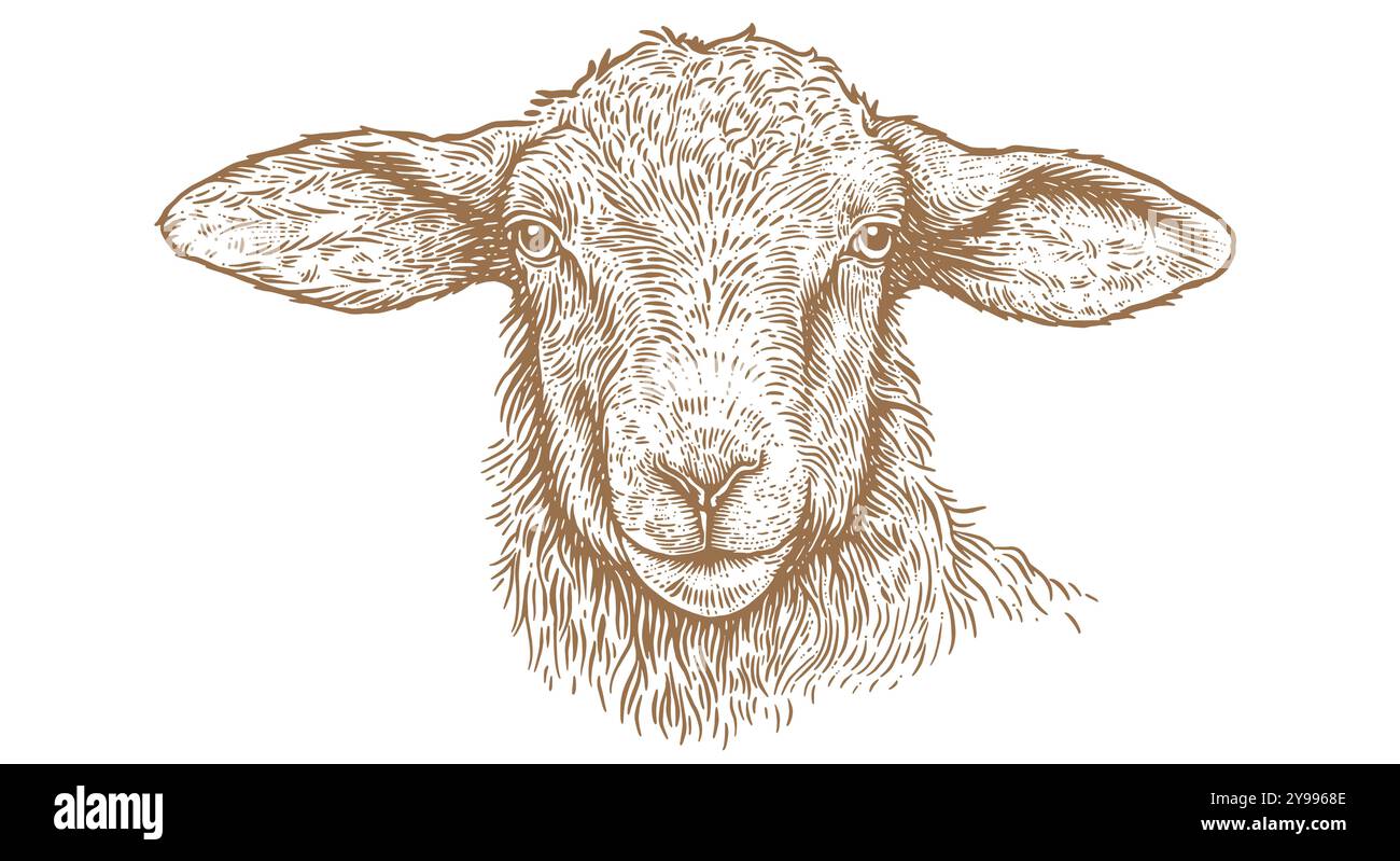 Sheep anatomy drawing hi-res stock photography and images - Alamy