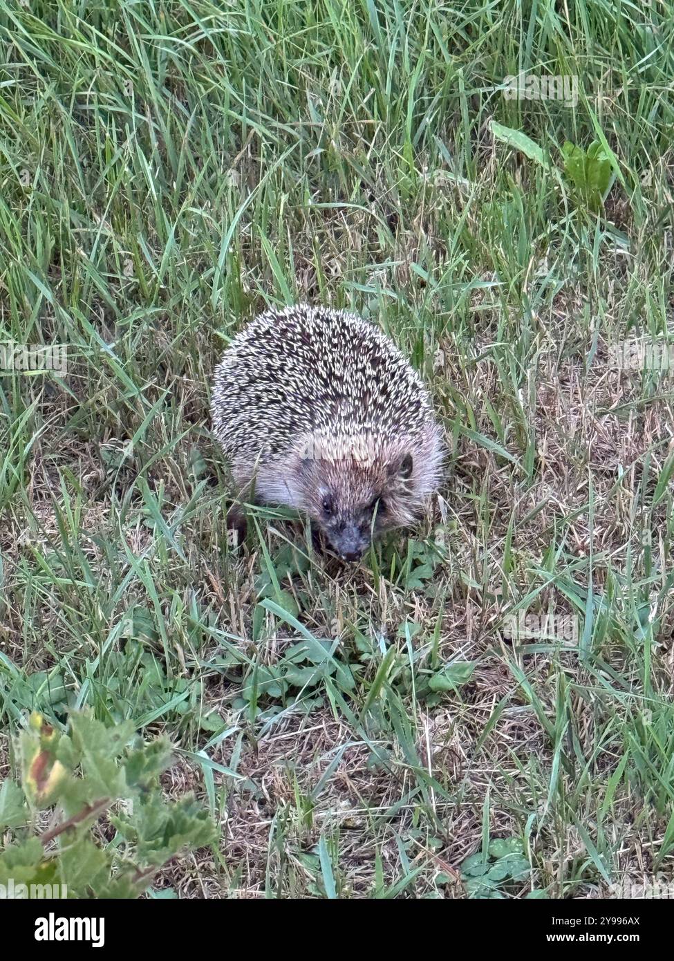 Wild hedgehog on the lawn Stock Photo - Alamy