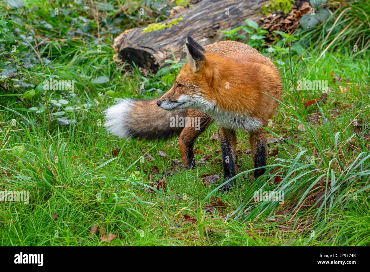 Red fox (Vulpes vulpes) hunting in grassland at edge of forest Stock Photo - Alamy