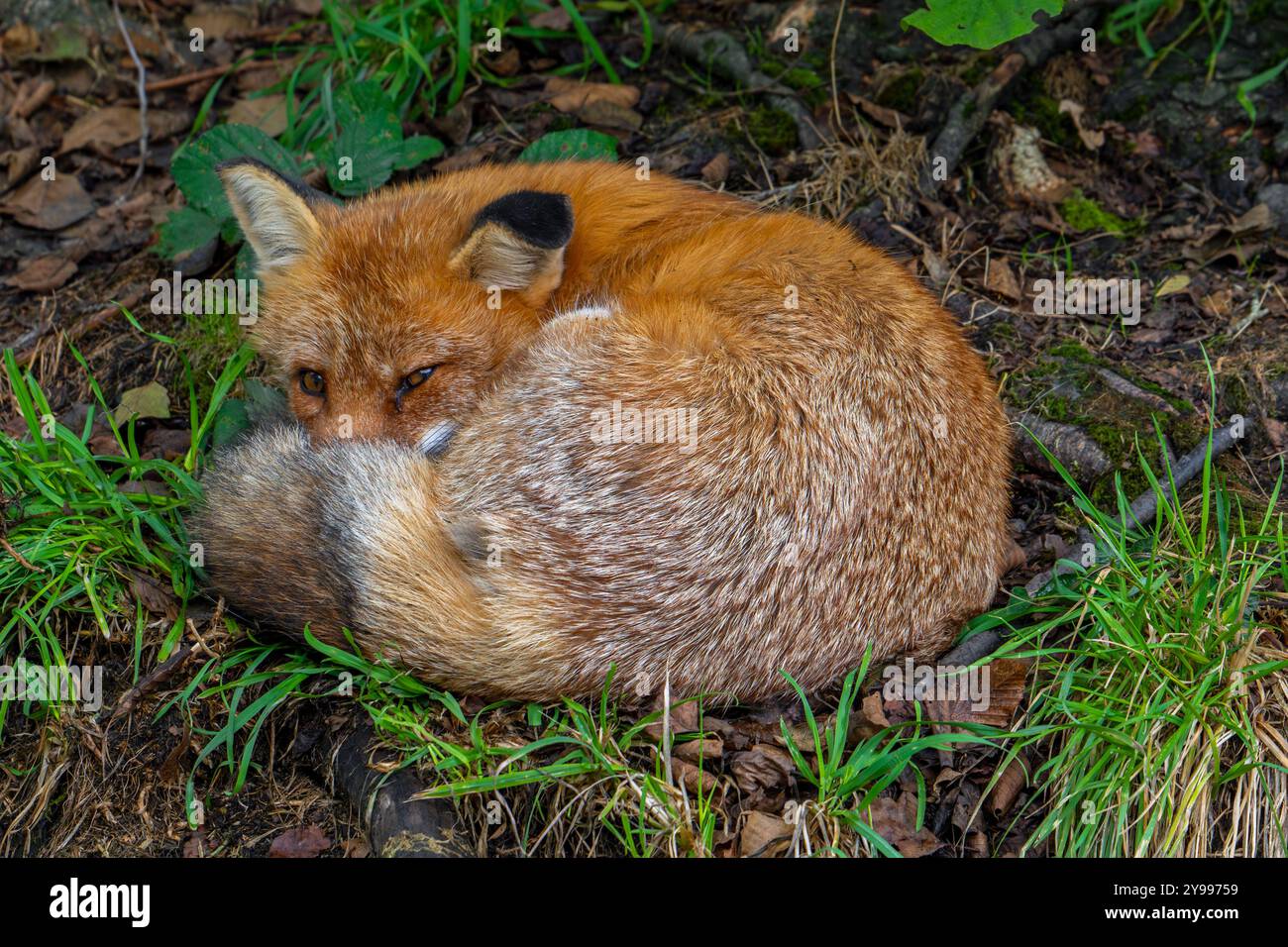 Red fox vulpes sleeping curled hi-res stock photography and images - Alamy