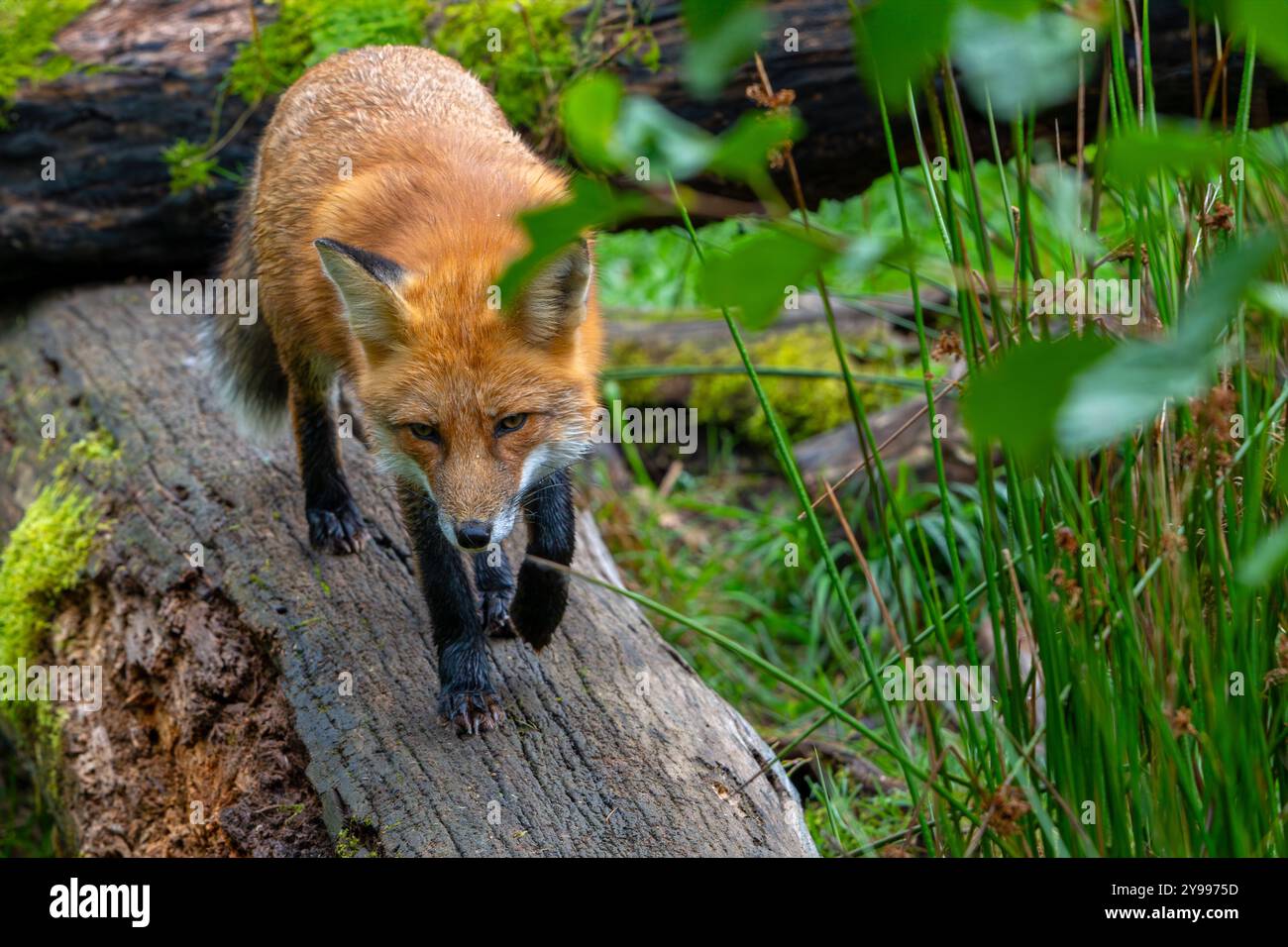 Foraging red fox (Vulpes vulpes) walking over fallen tree trunk at edge of forest Stock Photo ...