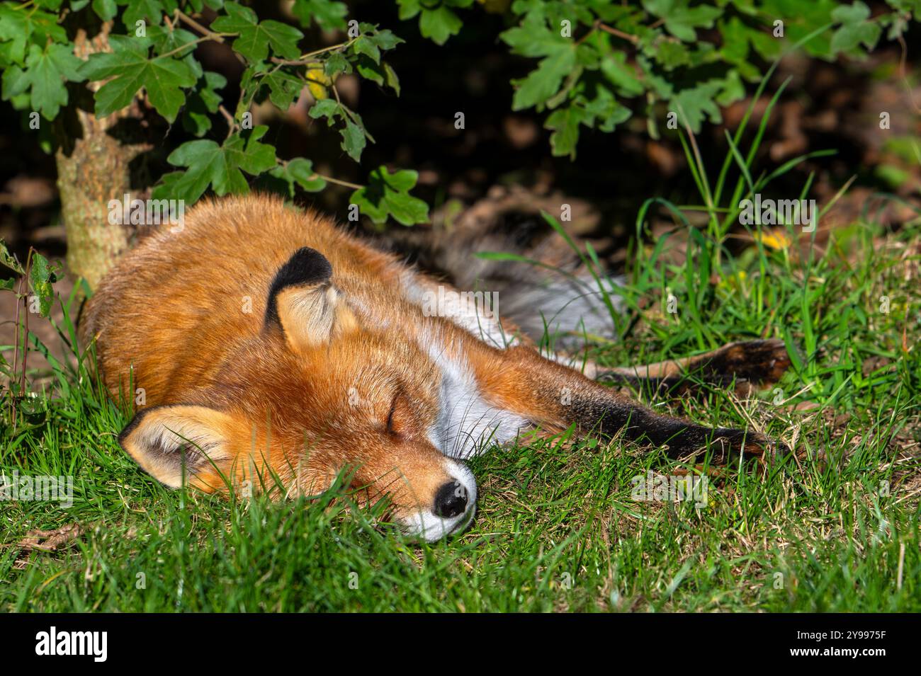 Red fox (Vulpes vulpes) sleeping in the sun at edge of forest under bush Stock Photo - Alamy