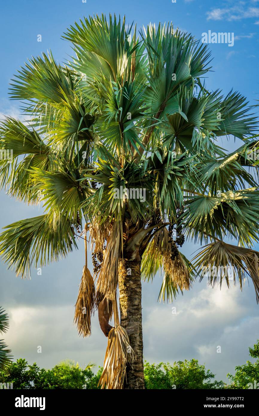 Latania loddigesii or commonly known as Blue Latan palm tree on a clear ...