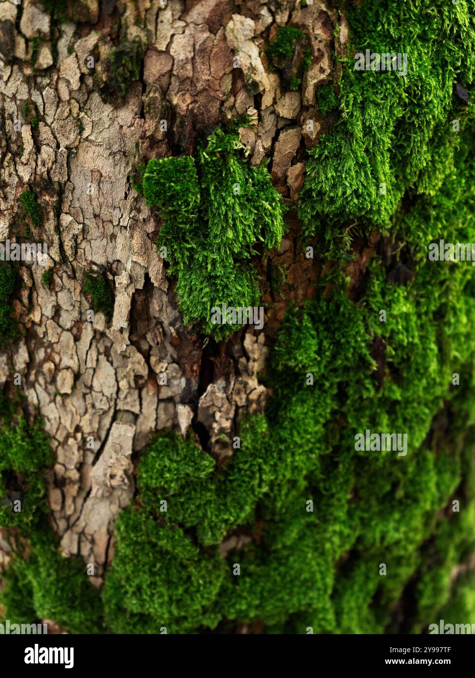 Moss covered tree in tropical hi-res stock photography and images - Alamy