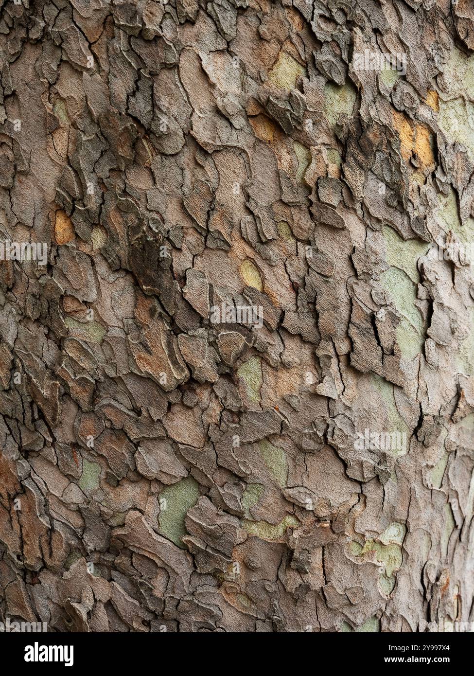 Tree bark in autumn Stock Photo - Alamy