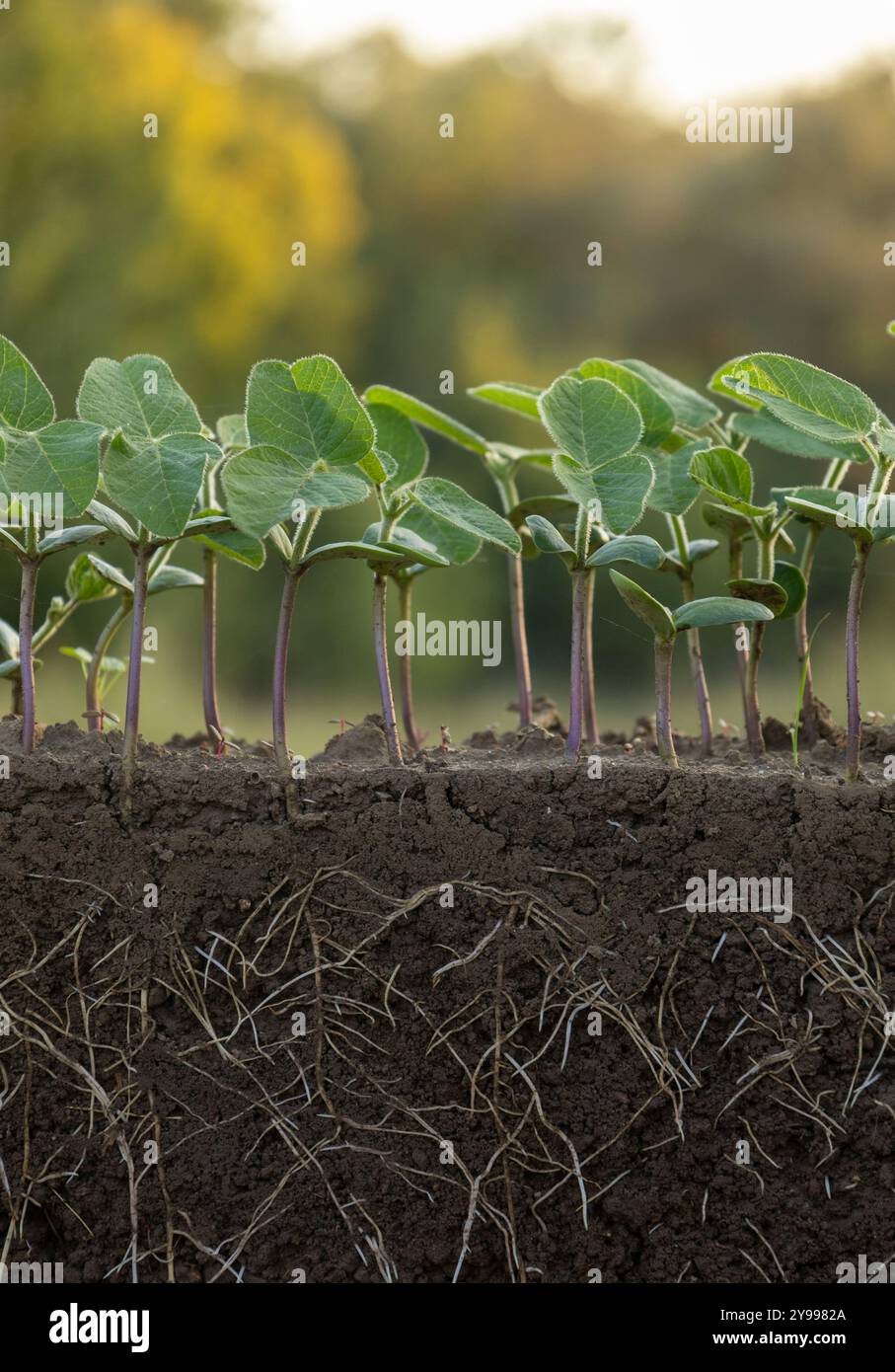 Fresh green soybean plants with roots Stock Photo - Alamy