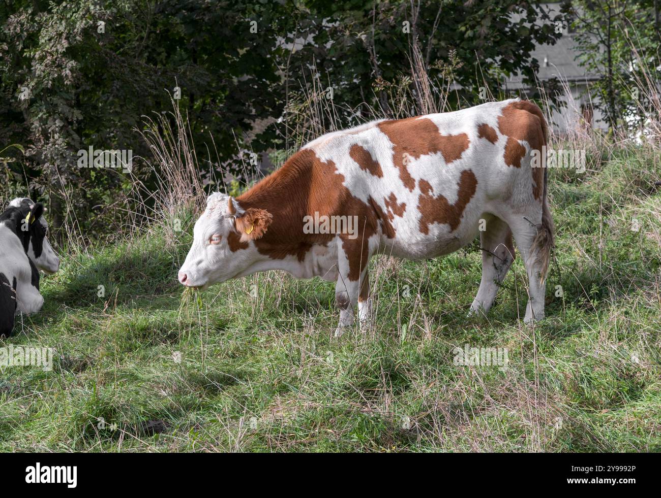 Italian Red Pied Cow Grazing on a Mountain Meadow: Nature, Tranquility ...